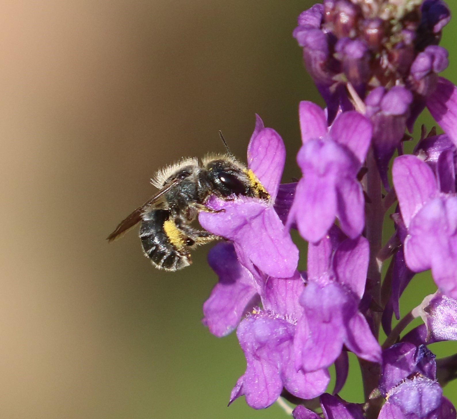 Colkirk Wild Life – Colkirk Parish Council
